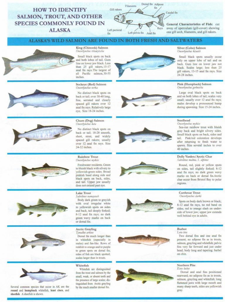 General Info - Alaska Fish & Float